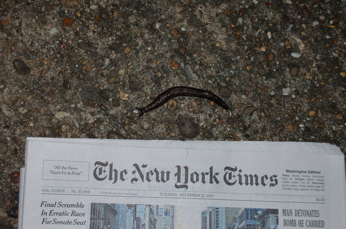 A Sluggish Approach To Winter | TheHoe.org