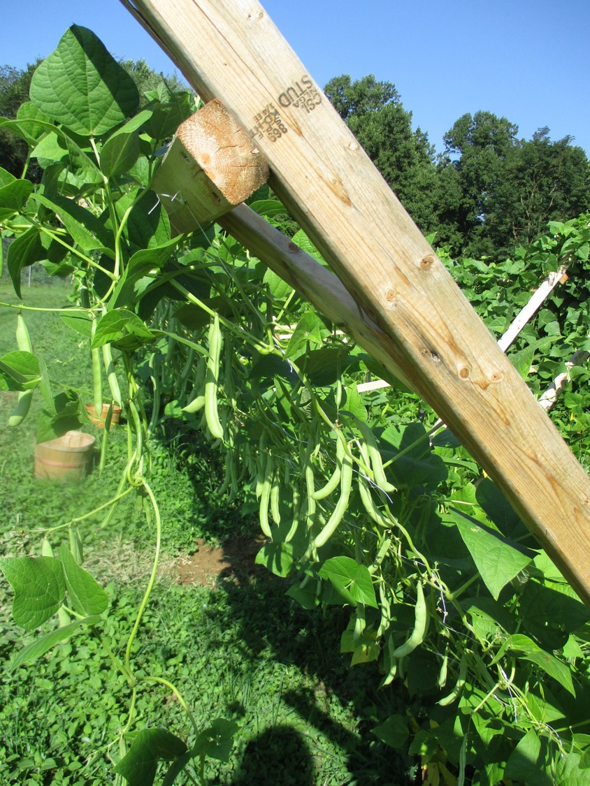 Coal Camp Beans: A New Market Quest | TheHoe.org