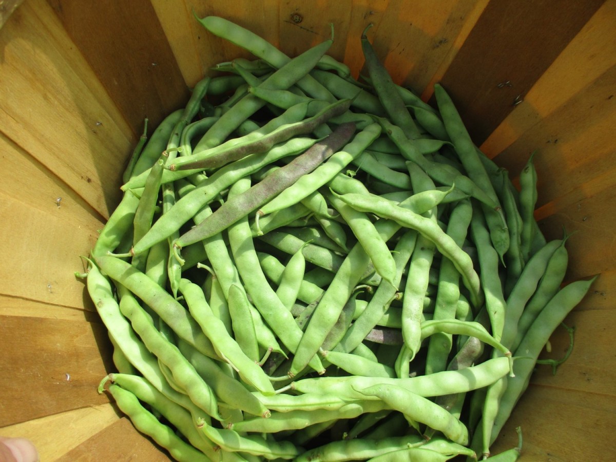 Coal Camp Beans: A New Market Quest | TheHoe.org